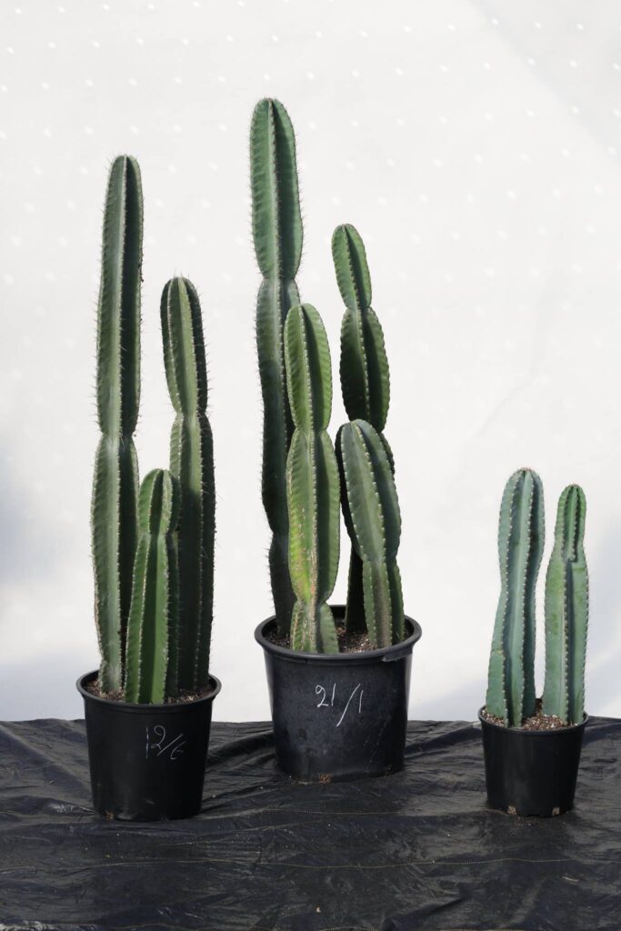 Cereus peruvianus – Vine & Culture