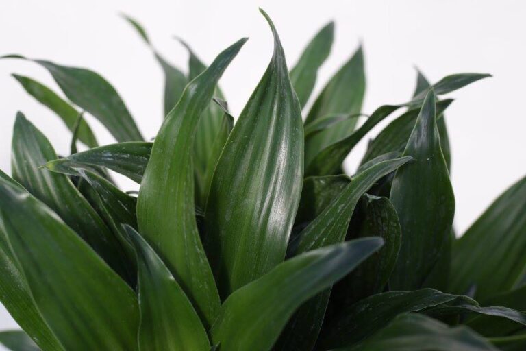 Janet Craig Compacta – Vine & Culture