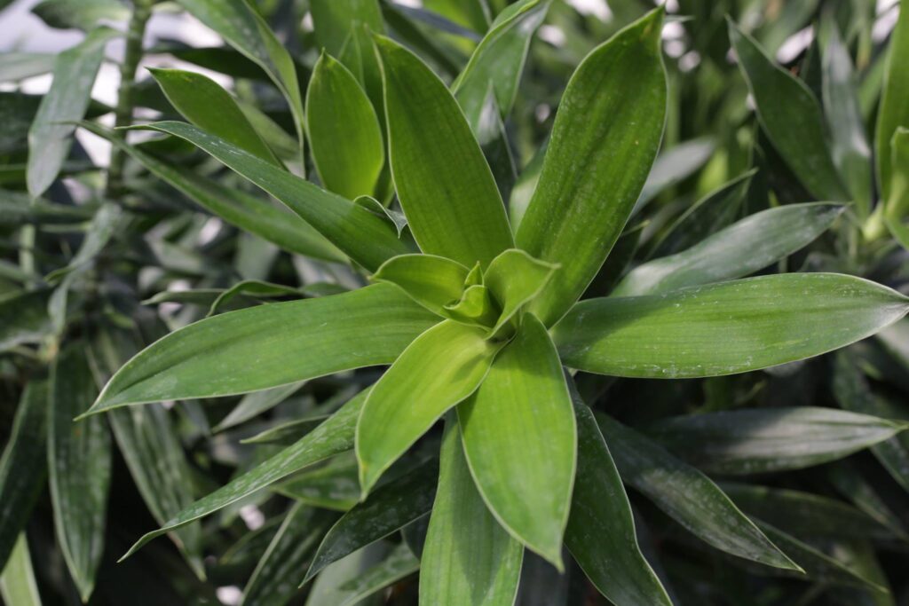 Reflexa – Vine & Culture