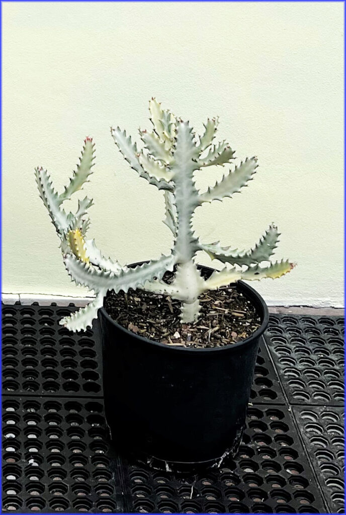 Euphorbia lactea ‘White Ghost’ – Vine & Culture
